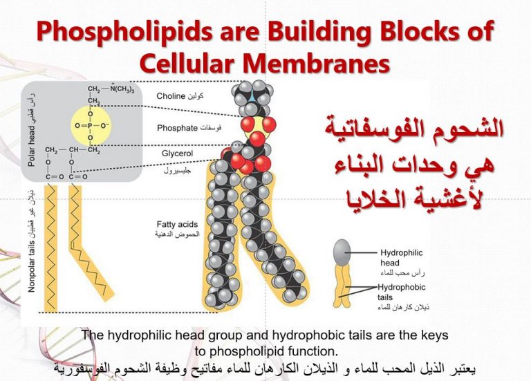 فوسفاتيد Phosphatide | مصادر الكيمياء